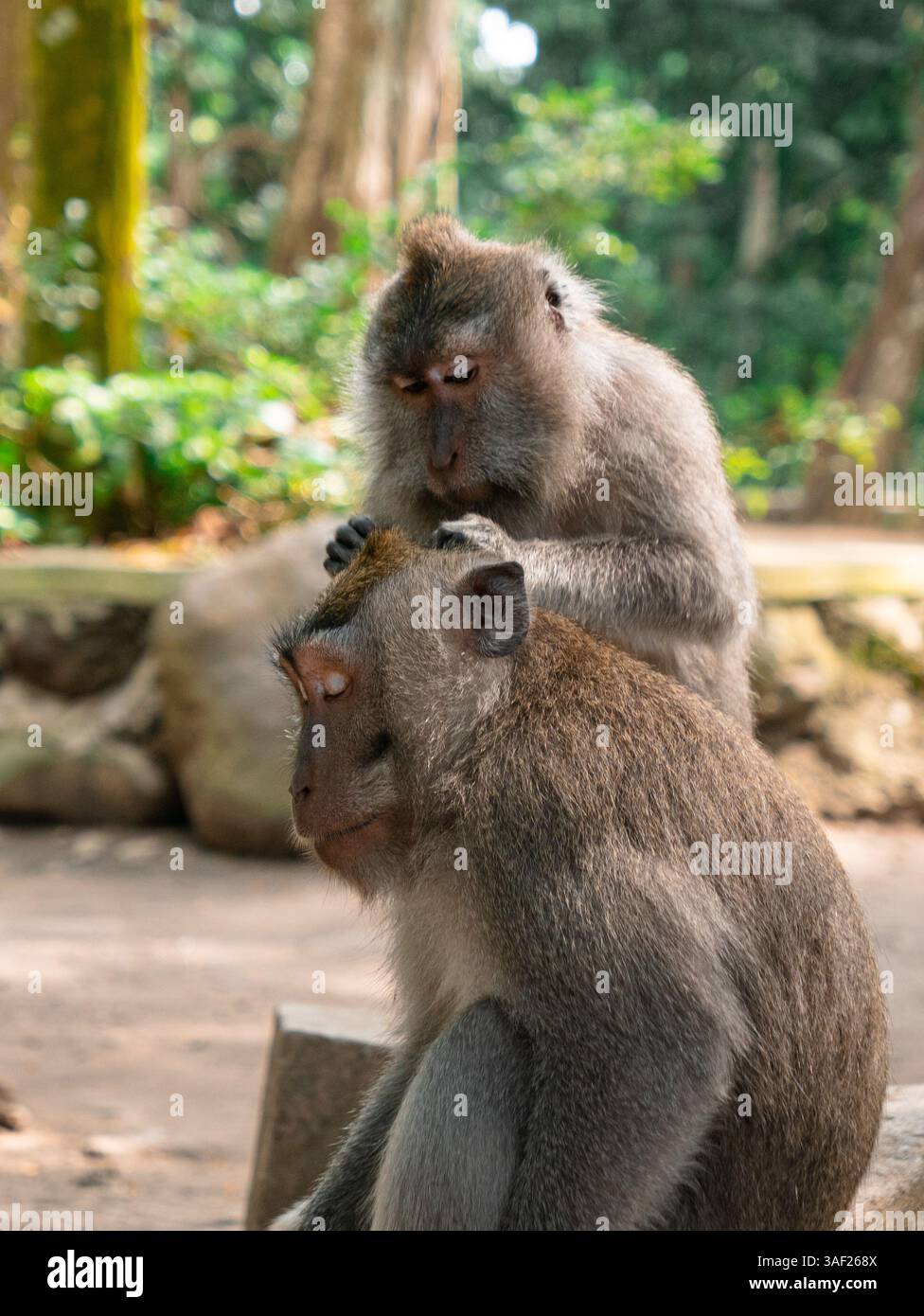 Long-tailed Macaques Grooming in Ubud Monkey Forest, Bali Stock Photo ...