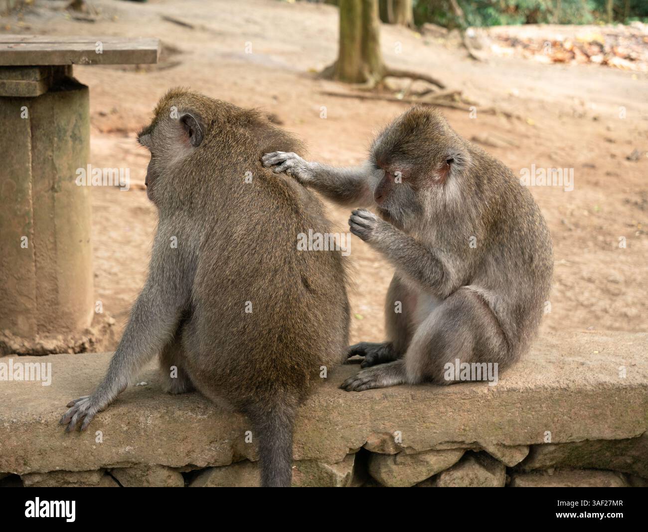 Long-tailed Macaques Grooming in Ubud Monkey Forest, Bali Stock Photo ...
