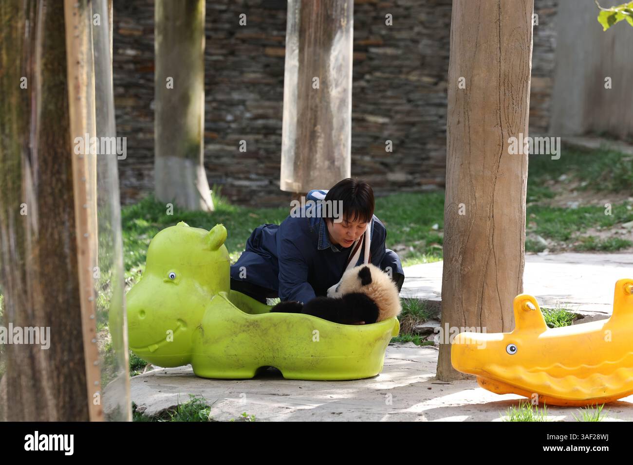(250407) -- CHENGDU, April 7, 2025 (Xinhua) -- Giant panda keeper Li Rong cradles a panda cub at ...