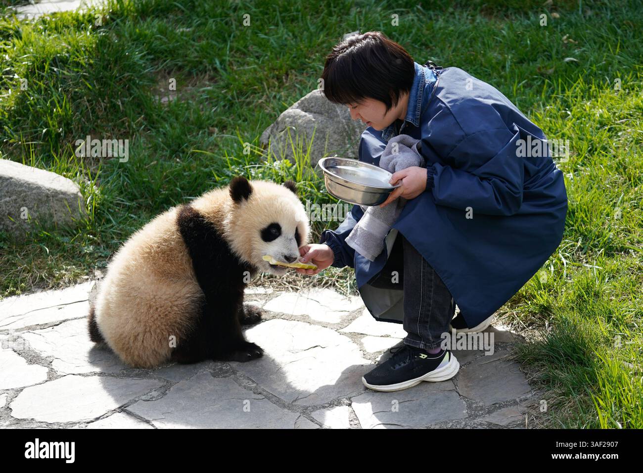 (250407) -- CHENGDU, April 7, 2025 (Xinhua) -- Giant panda keeper Li Rong feeds bamboo shoots to ...