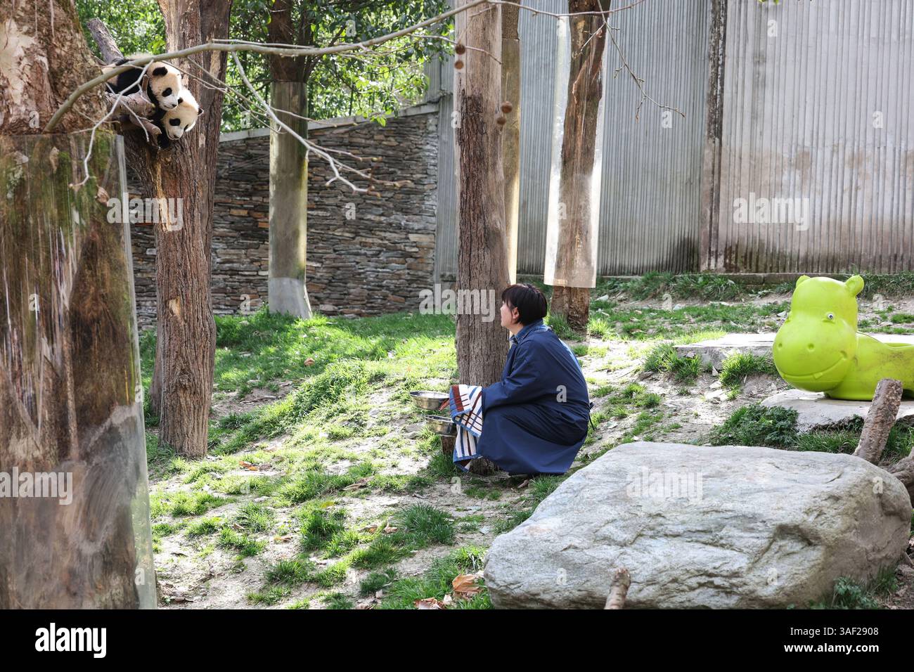 (250407) -- CHENGDU, April 7, 2025 (Xinhua) -- Giant panda keeper Li Rong calls panda cubs to ...
