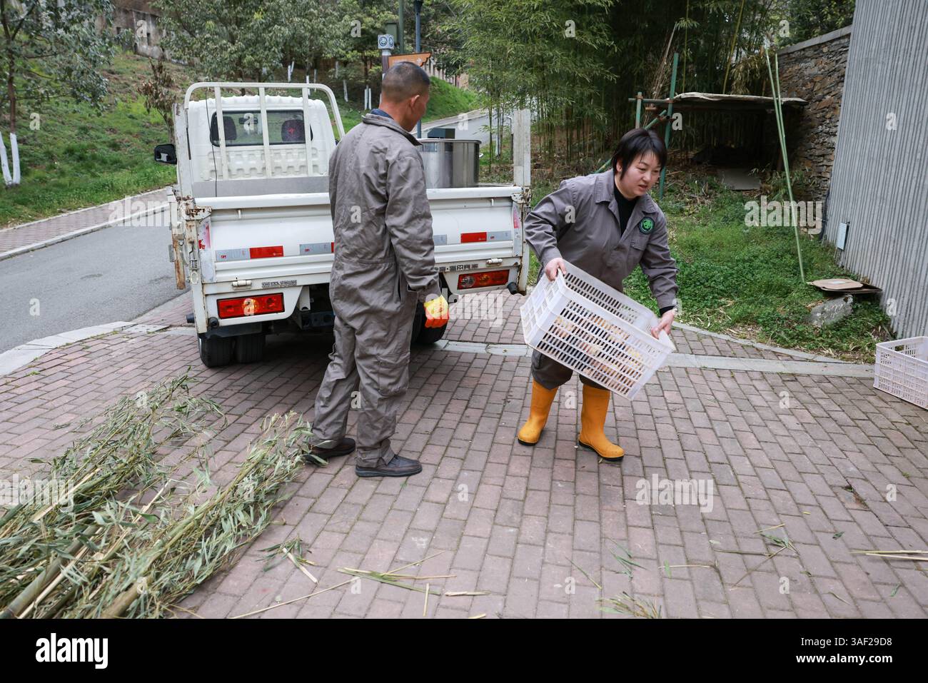 (250407) -- CHENGDU, April 7, 2025 (Xinhua) -- Giant panda keeper Li ...