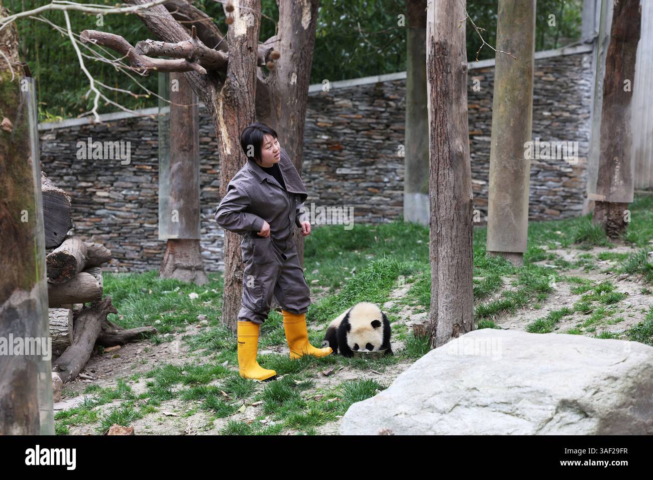 (250407) -- CHENGDU, April 7, 2025 (Xinhua) -- Giant panda keeper Li ...