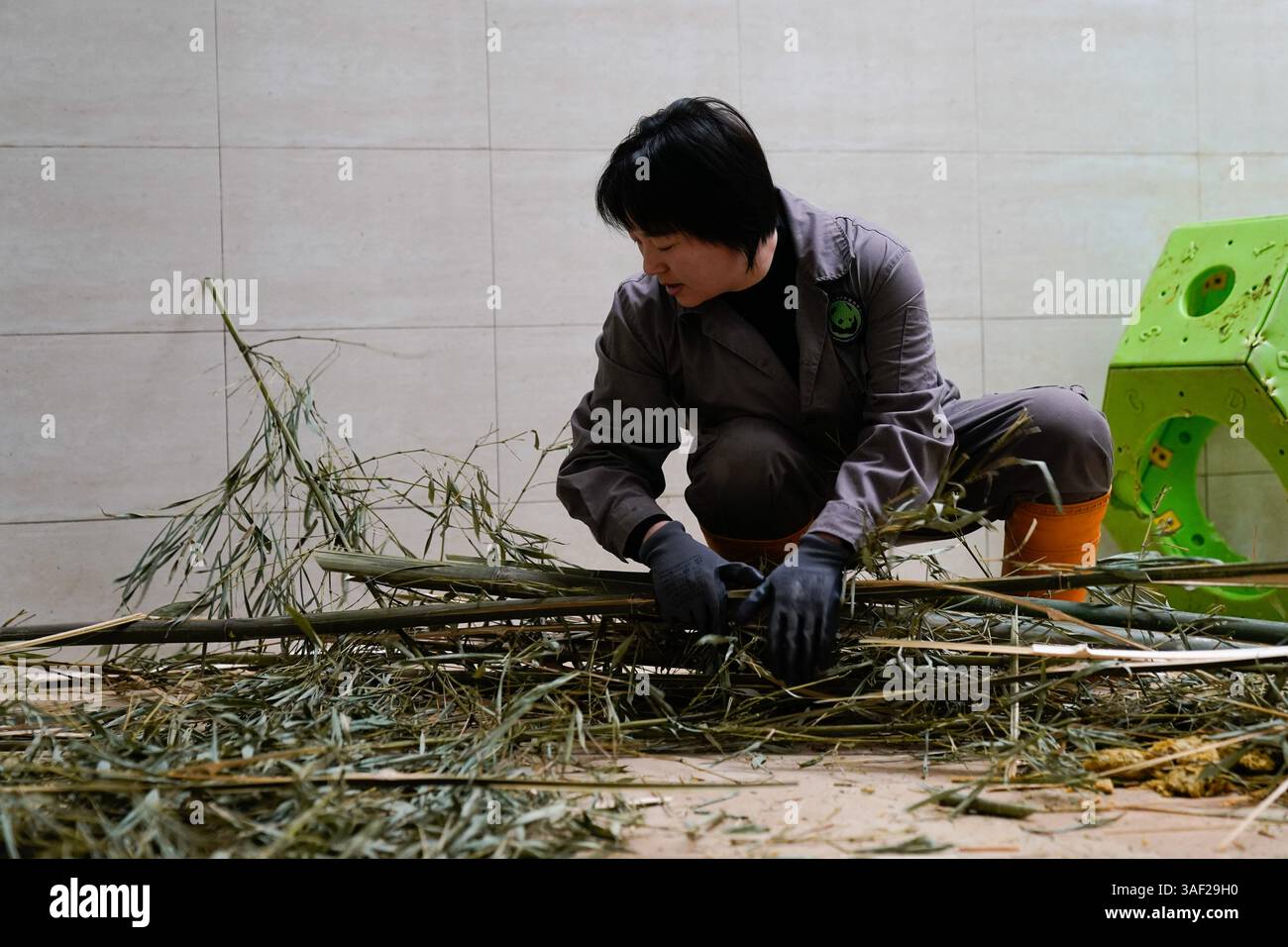 (250407) -- CHENGDU, April 7, 2025 (Xinhua) -- Giant panda keeper Li Rong clears up bamboo left ...
