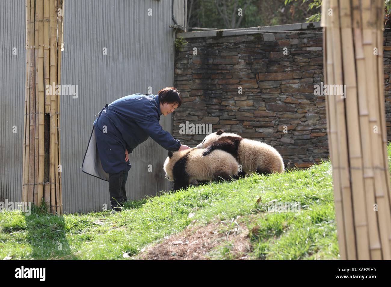 (250407) -- CHENGDU, April 7, 2025 (Xinhua) -- Giant panda keeper Li ...