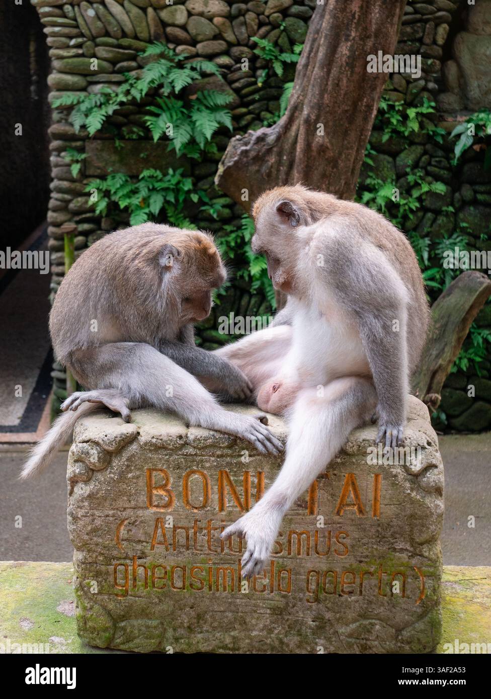 Long-tailed Macaque Monkeys Grooming at Sacred Monkey Forest Sanctuary ...