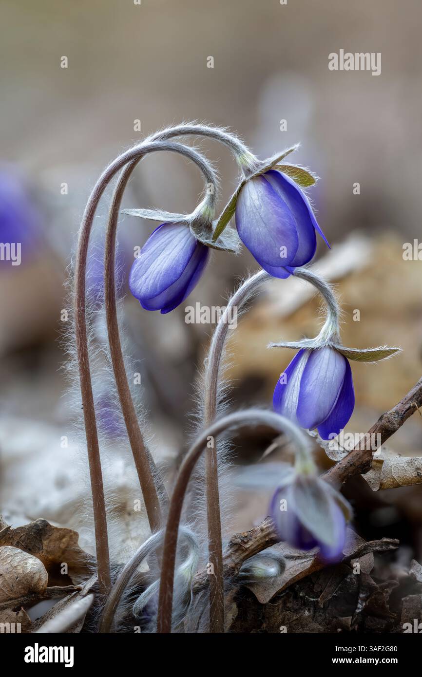 Common hepatica flowering in spring Stock Photo - Alamy