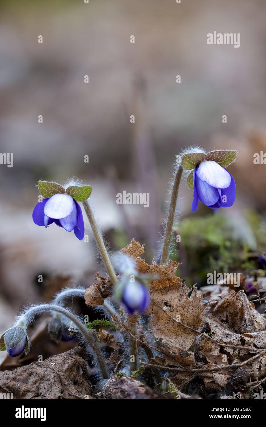 Common hepatica flowering in spring Stock Photo - Alamy