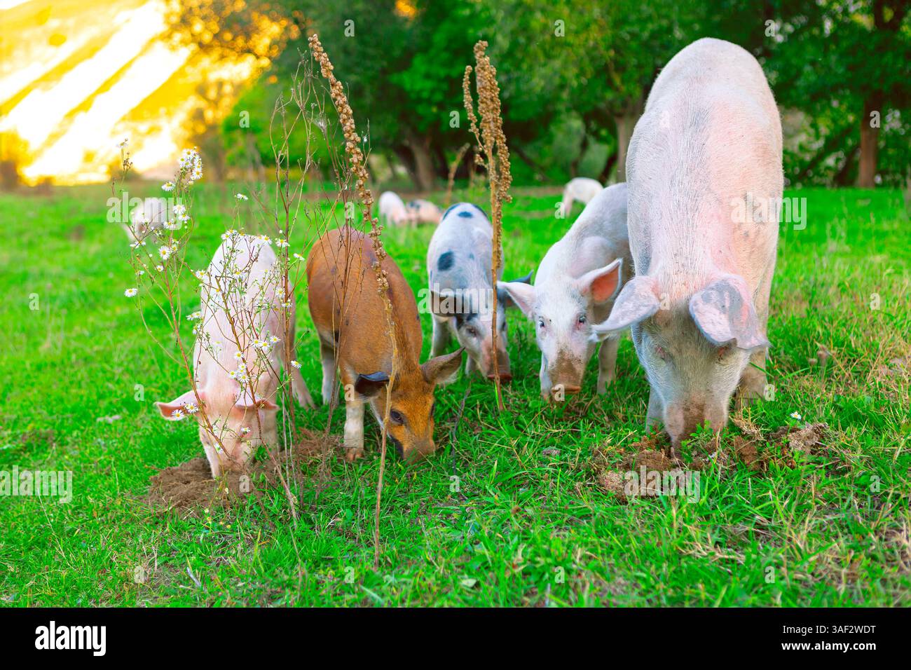 Group of pigs of various colors forage together on a lush green pasture ...