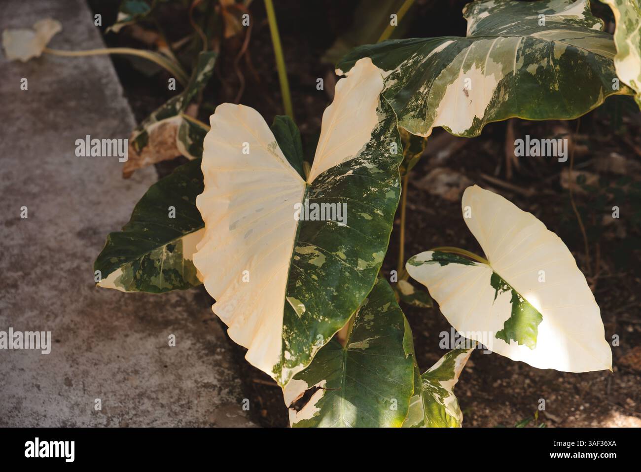 CloseUp of Variegated Leaves in a Beautiful Natural Setting Surrounded ...