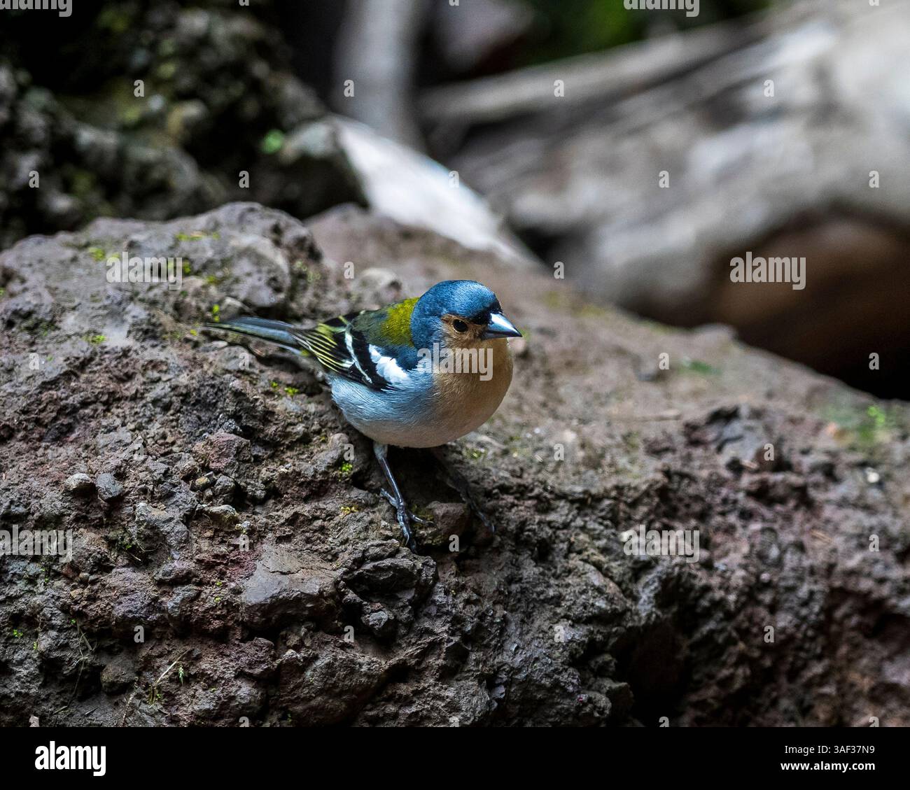 Exploring the Beautiful Flower Valley in Madeira Stock Photo - Alamy