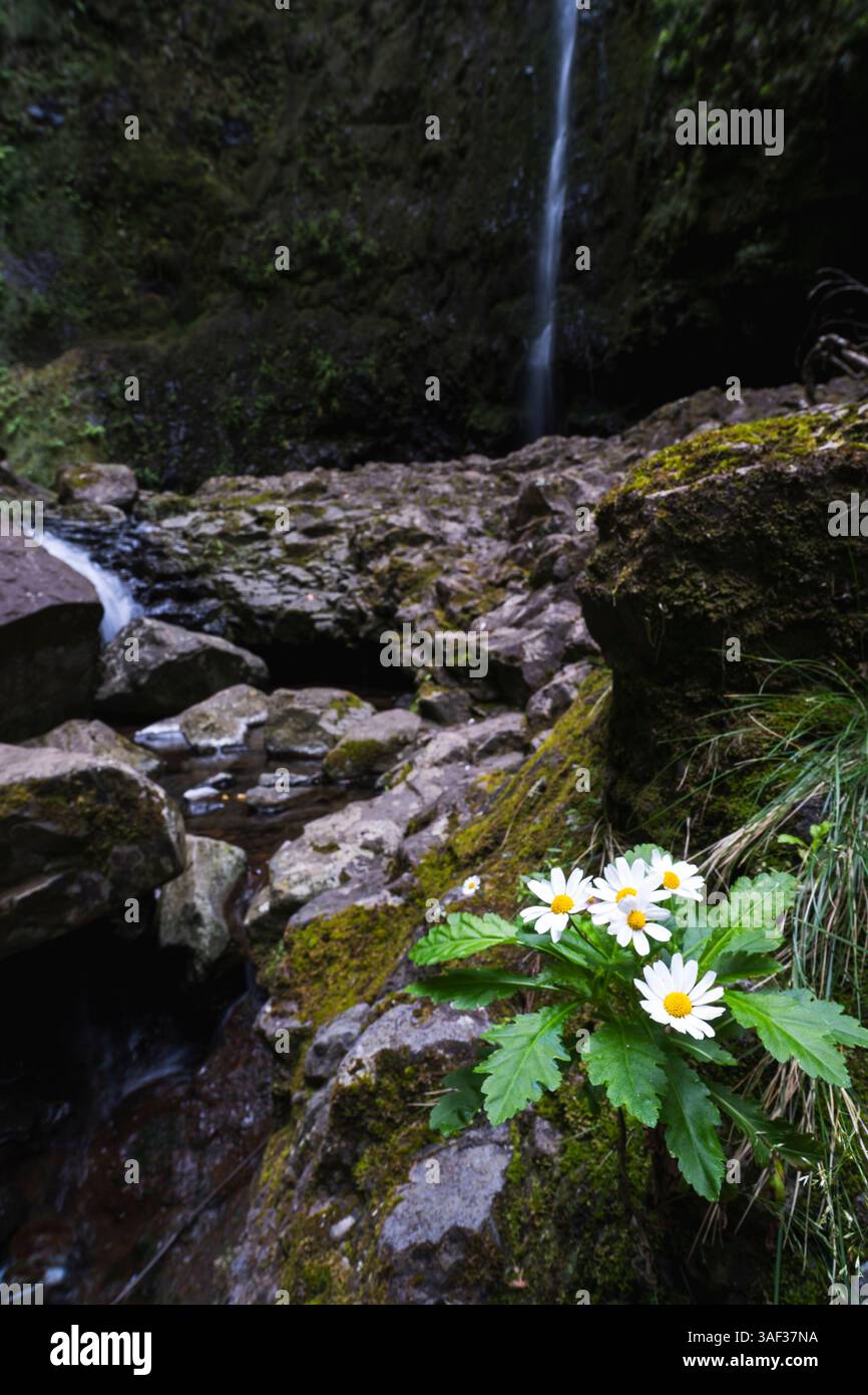 Exploring the Beautiful Flower Valley in Madeira Stock Photo - Alamy