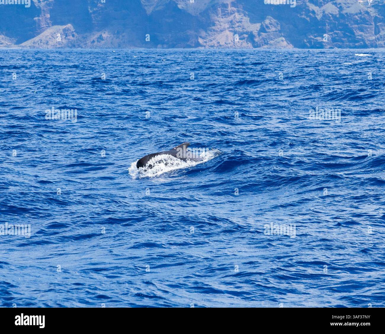 Exciting Whale Watching Experience in Madeira Stock Photo - Alamy