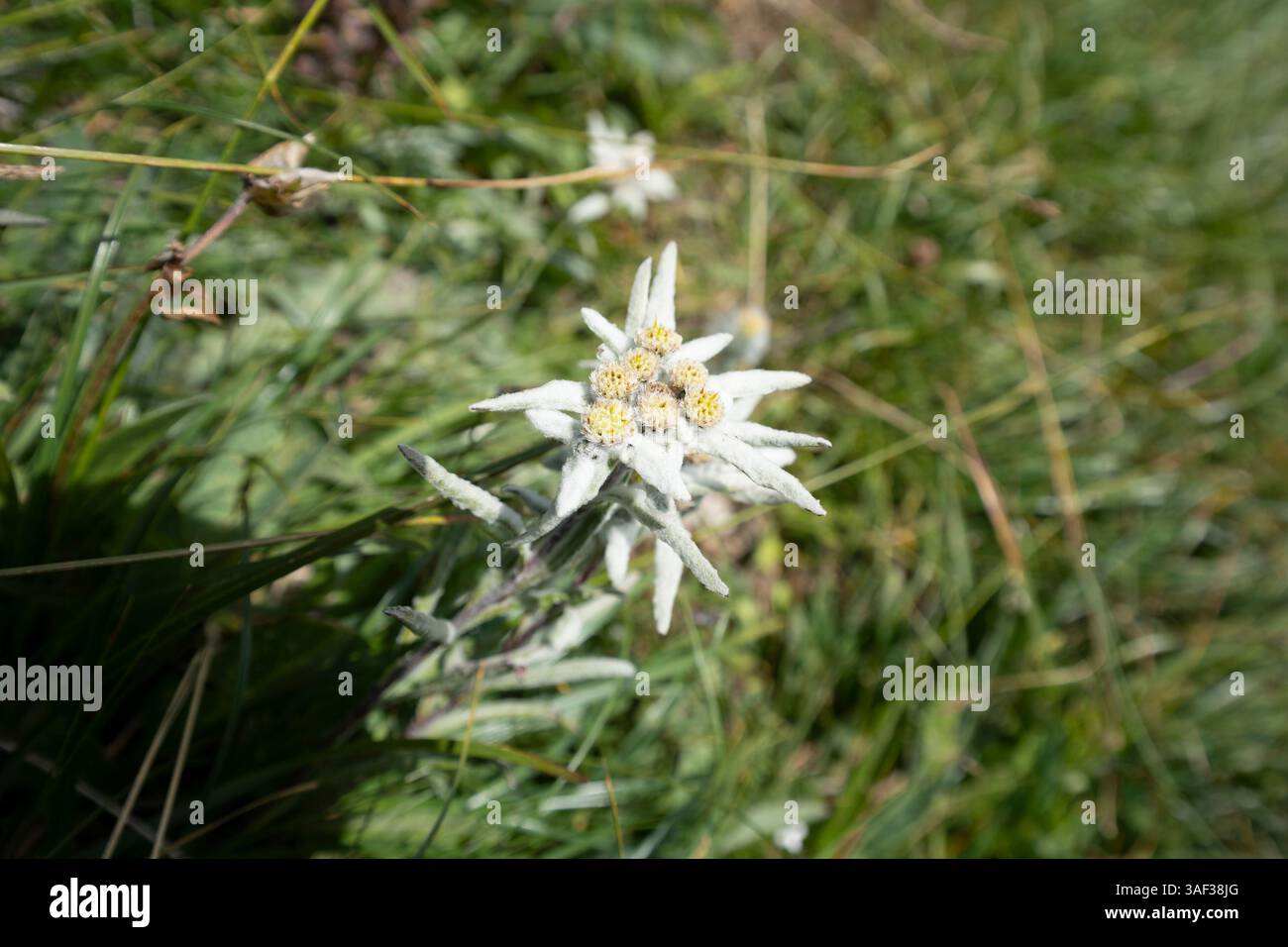 Gitschen mountain hi-res stock photography and images - Alamy