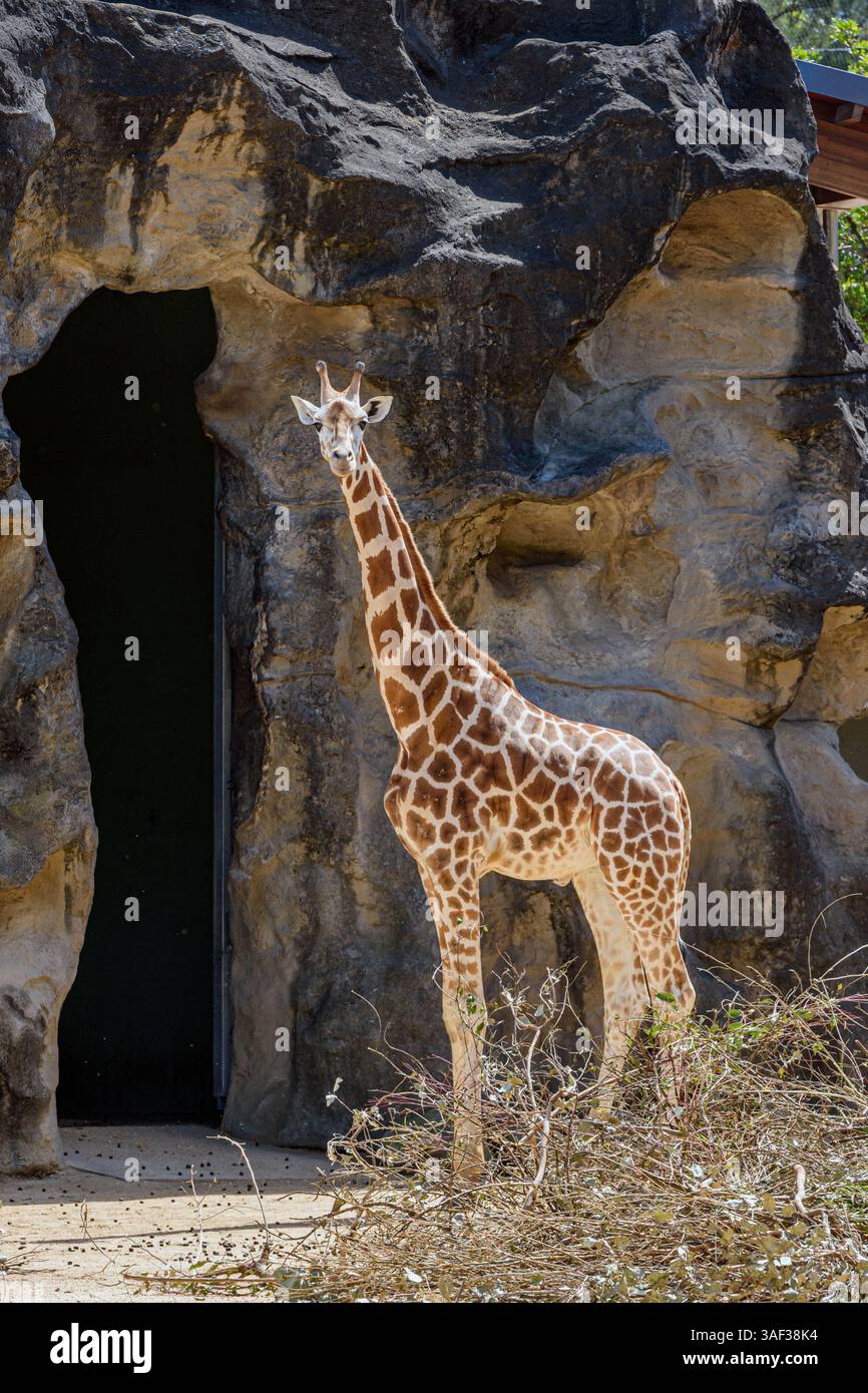 Giraffe in its enclosure at Taronga Zoo Sydney, Mosman, New South Wales ...