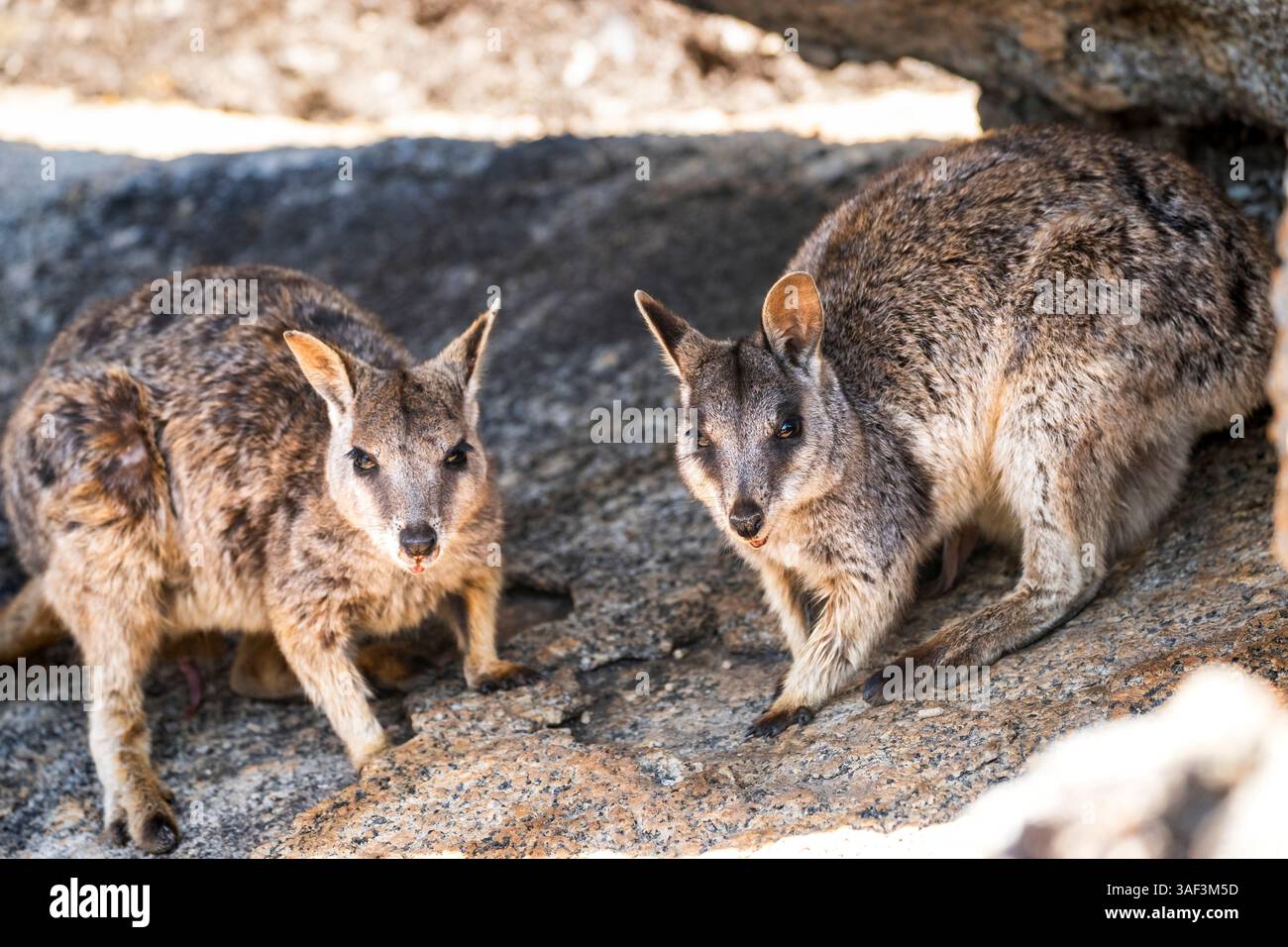 Rock Wallabies in Western Australia Stock Photo - Alamy