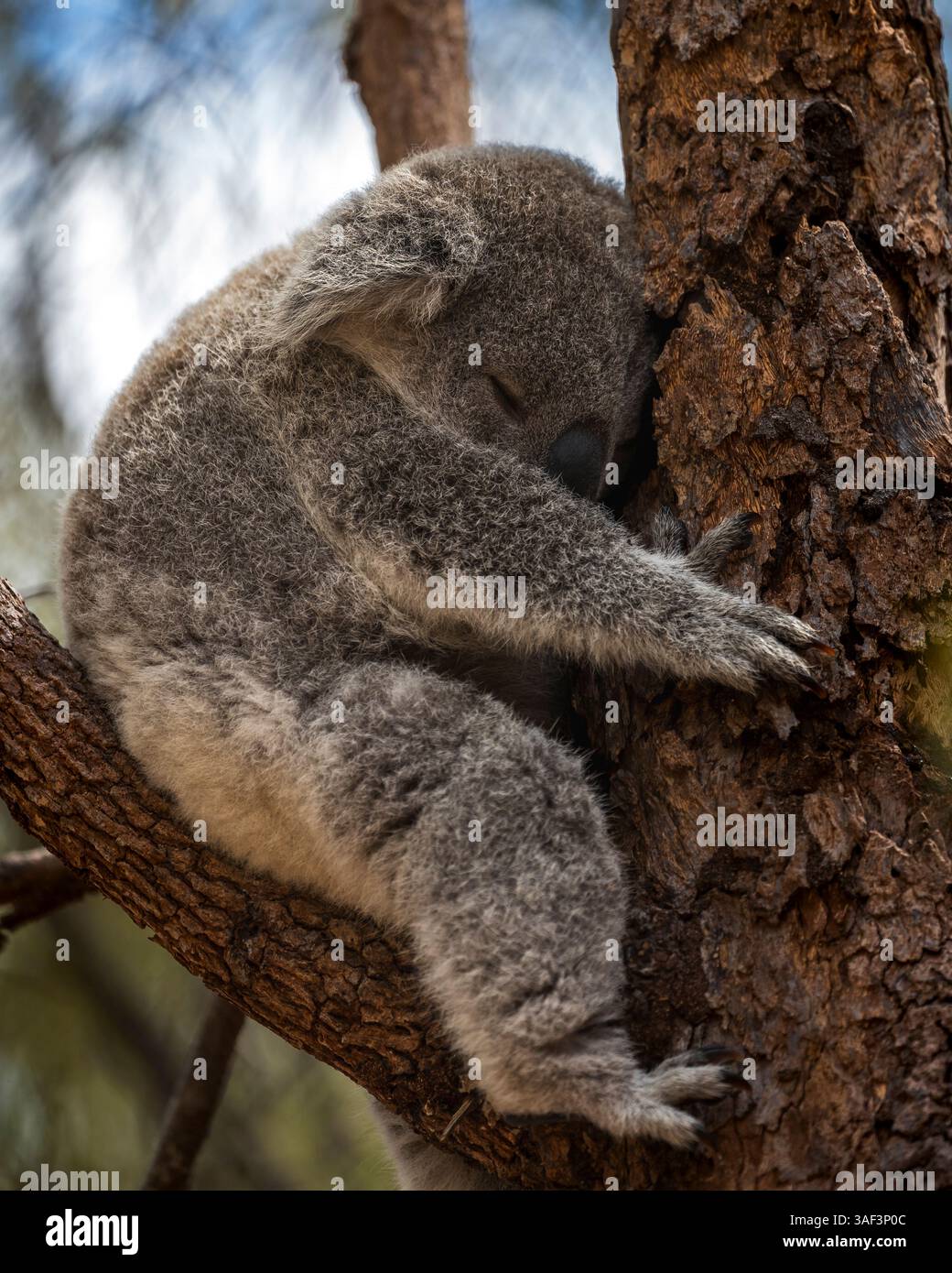 Koalas in Their Natural Habitat on Magnetic Island Stock Photo - Alamy