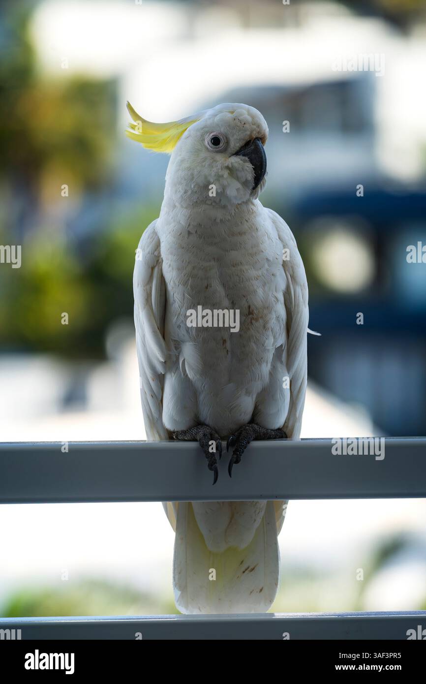 Australias wilderness hi-res stock photography and images - Alamy