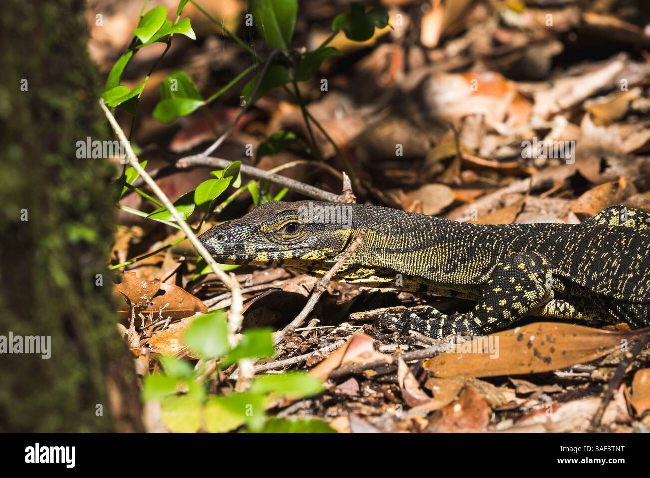 Exploring Australia's Unique and Diverse Wildlife Stock Photo - Alamy