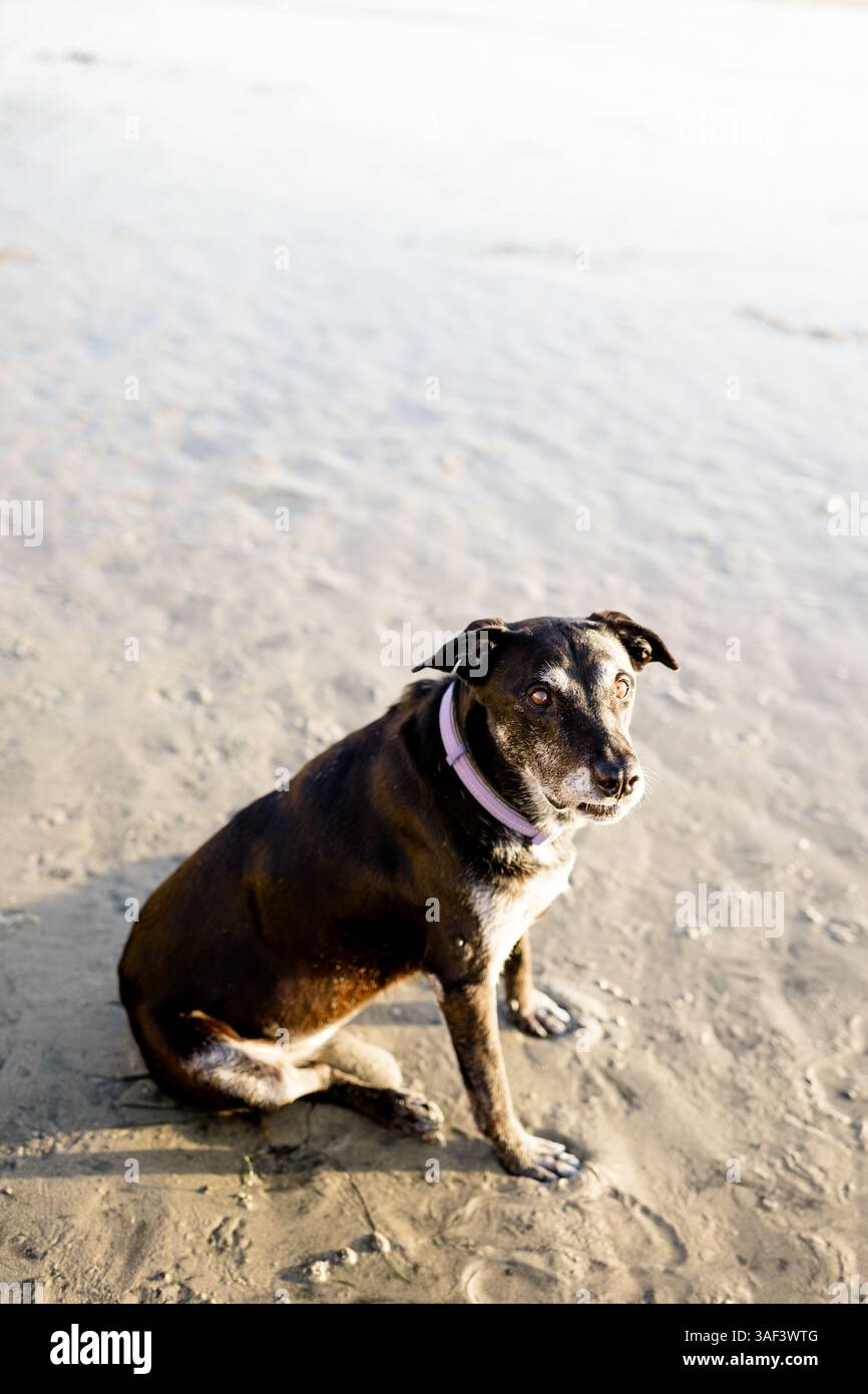 On beach in san hi-res stock photography and images - Alamy