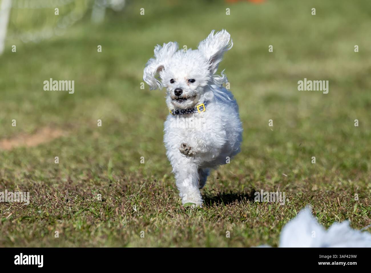Toy Poodle Running Lure Course Sprint Dog Sport Stock Photo - Alamy