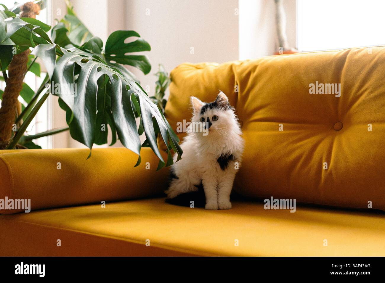 Black and white kitten on couch Stock Photo - Alamy