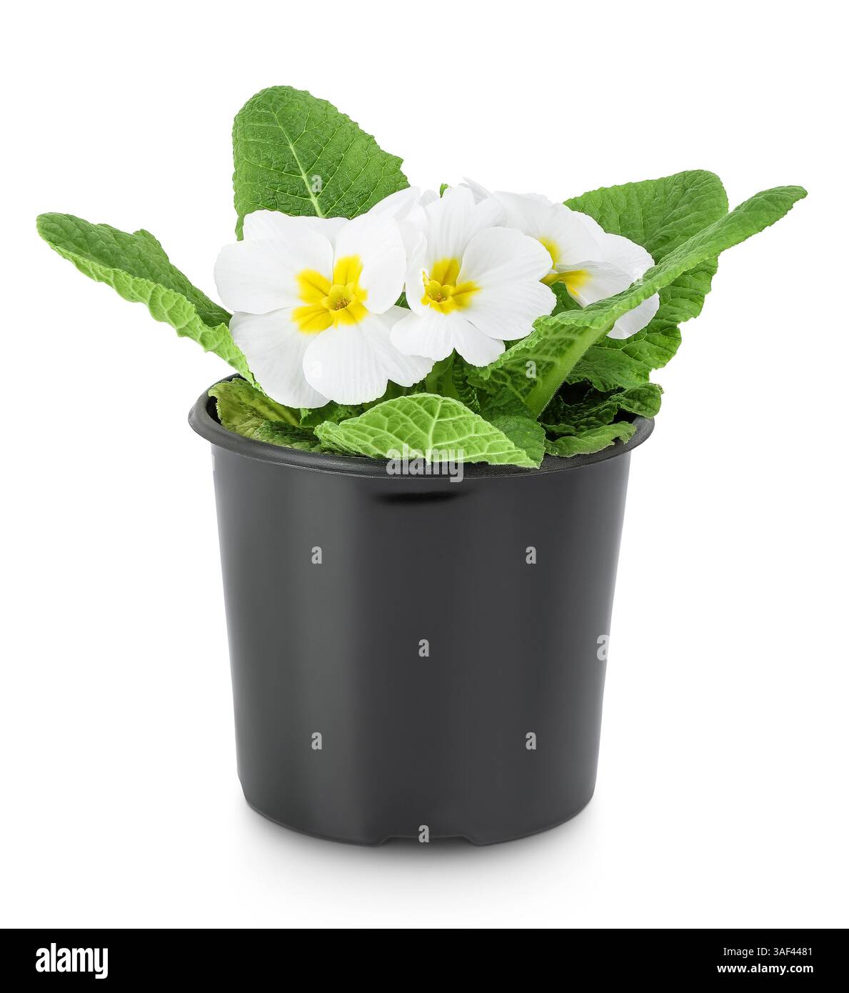 white primrose in black pot isolated on white background Stock Photo ...