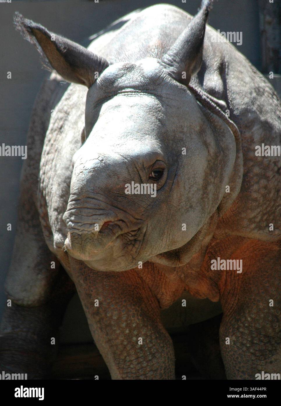 Apr 14, 2005; San Diego, CA, USA; Newly named Ecko, a 14 week-old ...