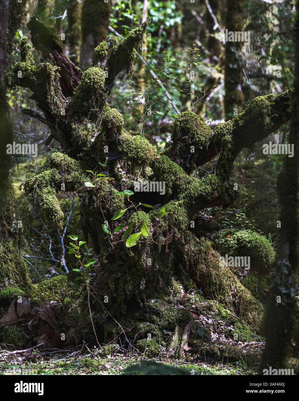 Exploring the Lush Jungles of Southern New Zealand Stock Photo - Alamy