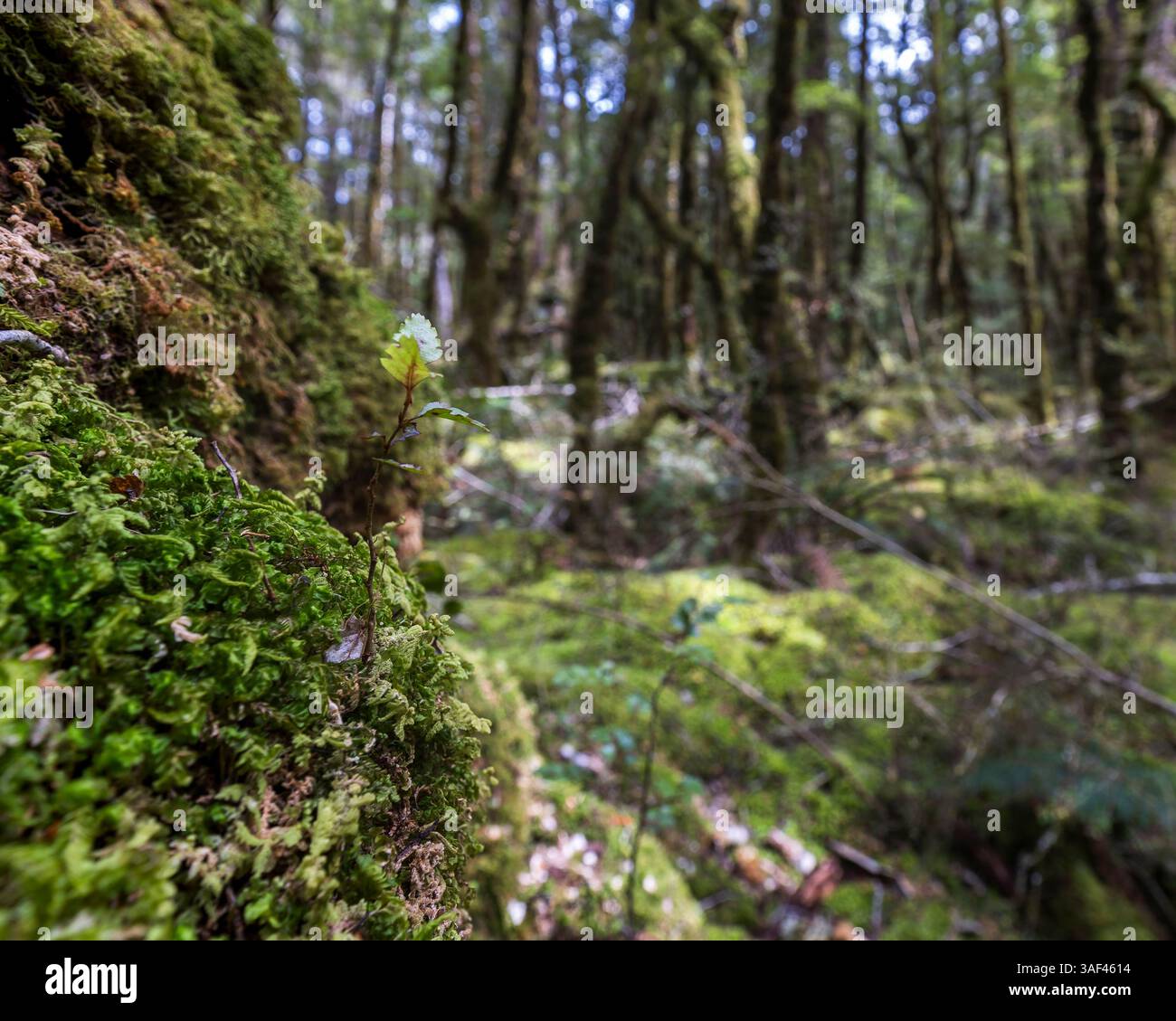 Exploring the Lush Jungles of Southern New Zealand Stock Photo - Alamy