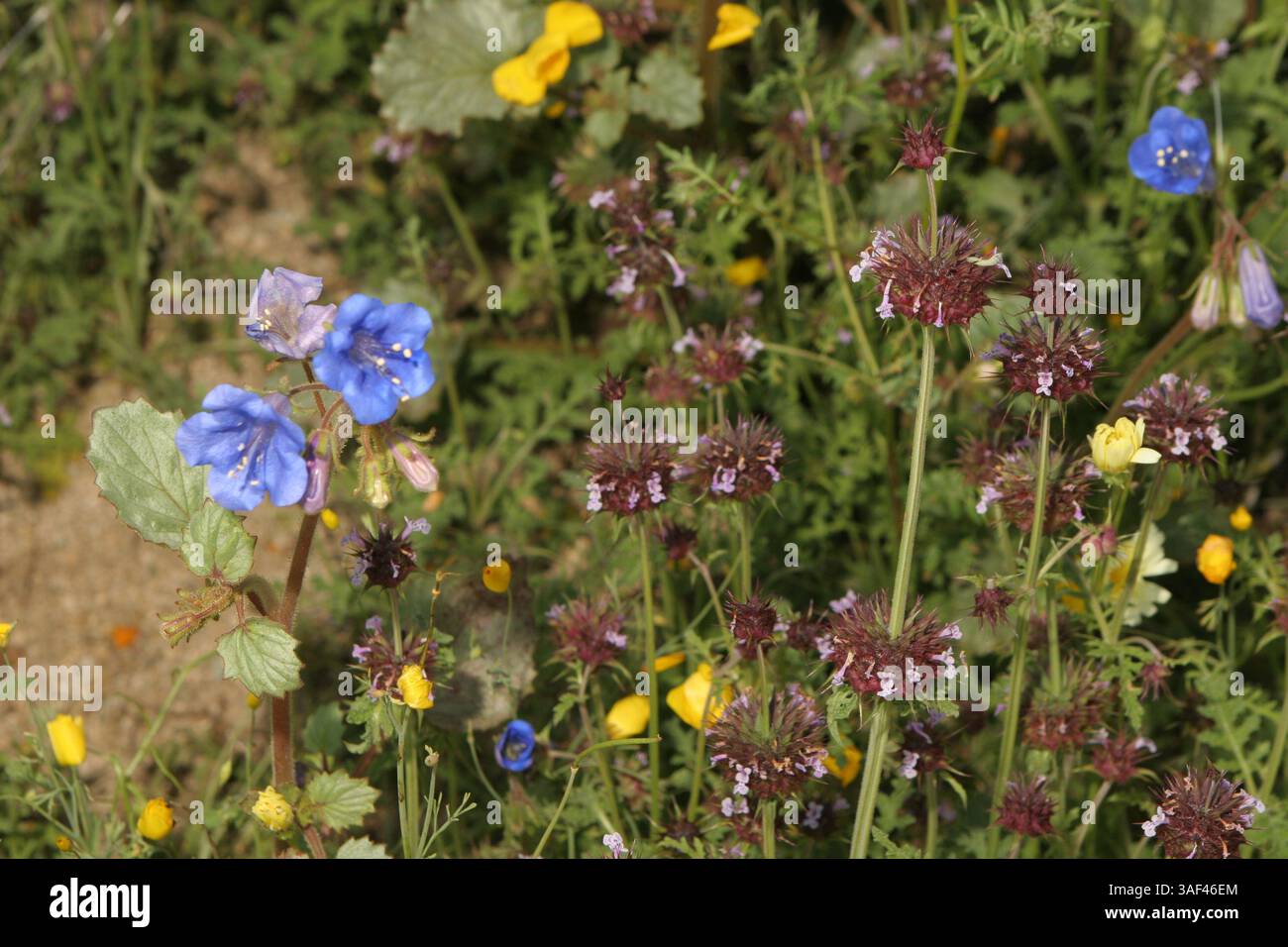 Mar 20, 2005; Joshua Tree, CA, USA; Wildflowers in full bloom at Joshua ...