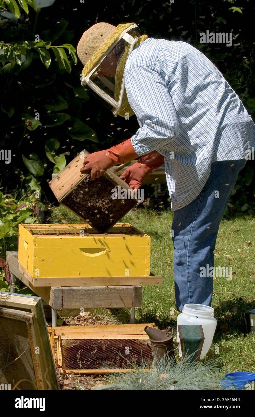 Installing new bees hi-res stock photography and images - Alamy