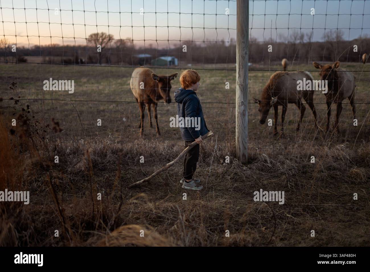 Look animals through cage hi-res stock photography and images - Alamy