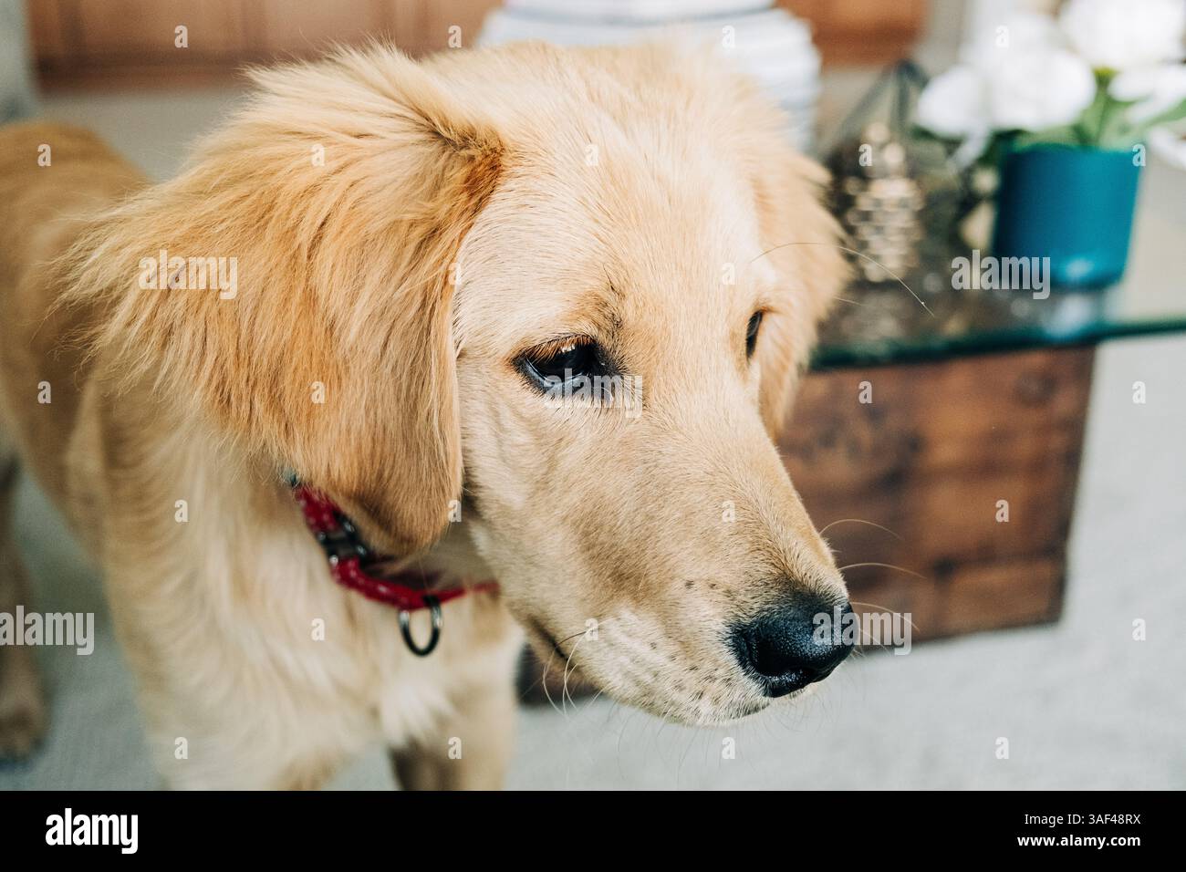 Exploring the furniture hi-res stock photography and images - Alamy