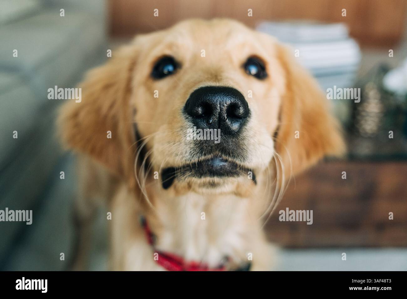 Friendly golden retriever up close in a cozy living room setting Stock ...
