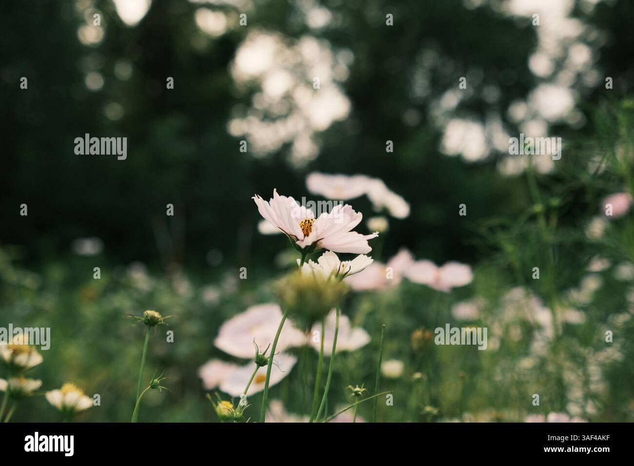 light pink cosmo in flower field Stock Photo - Alamy