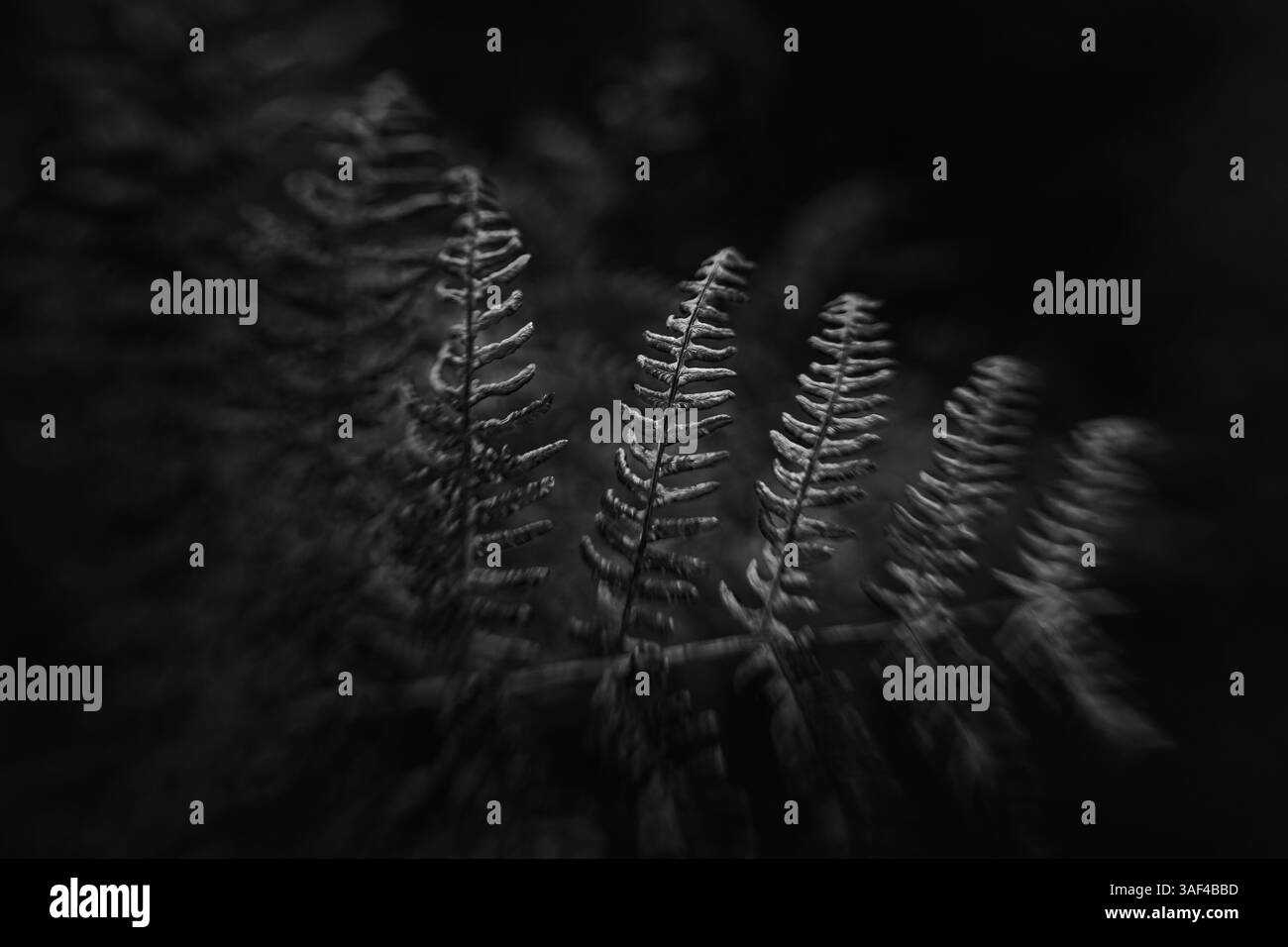 Alpine ferns Black and White Stock Photos & Images - Alamy