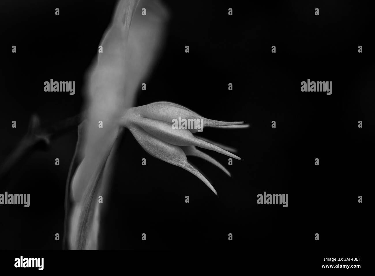 Moody flower background Black and White Stock Photos & Images - Alamy