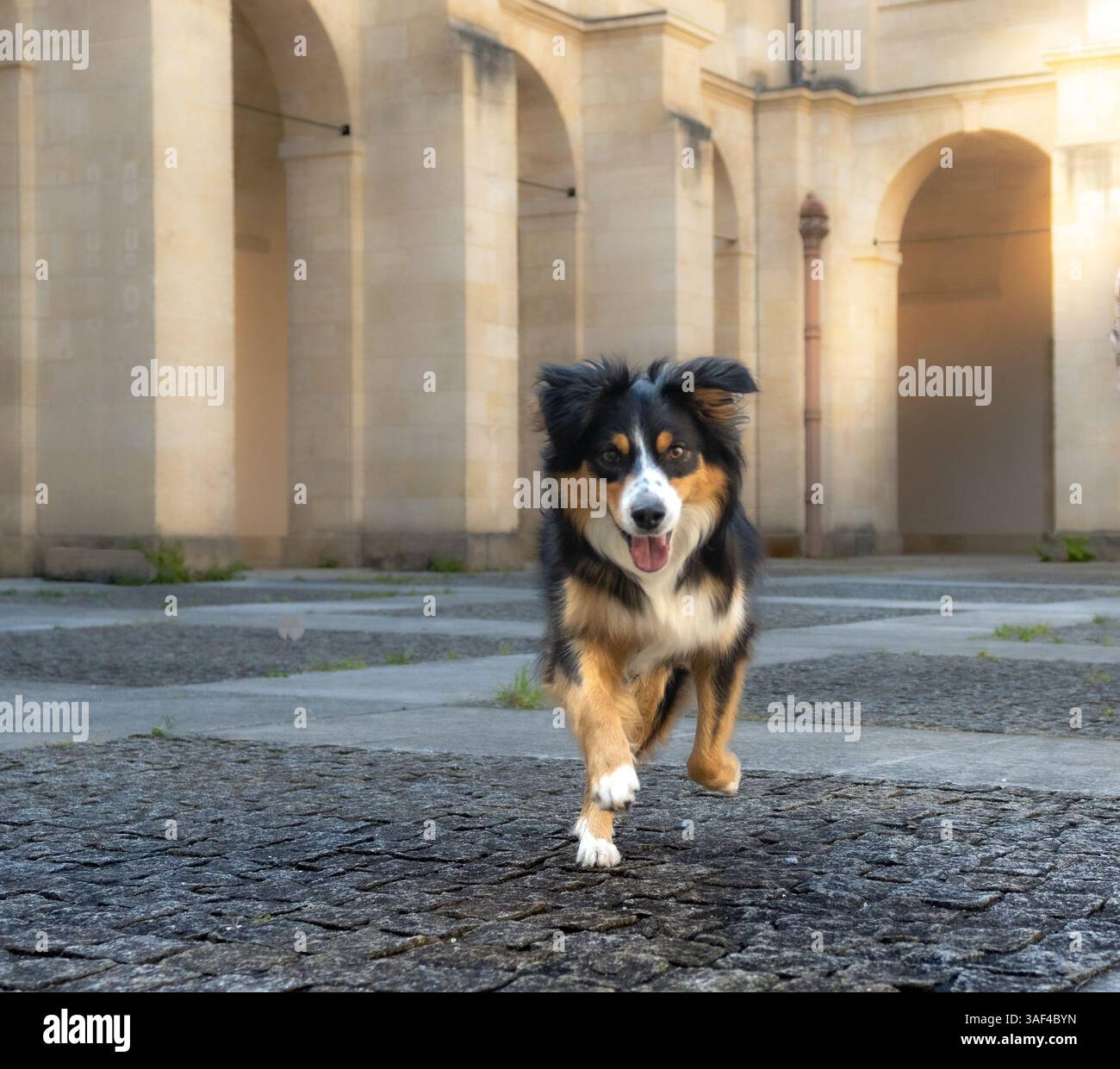 A black, white, and tan Australian Shepherd dog runs towards the camera ...