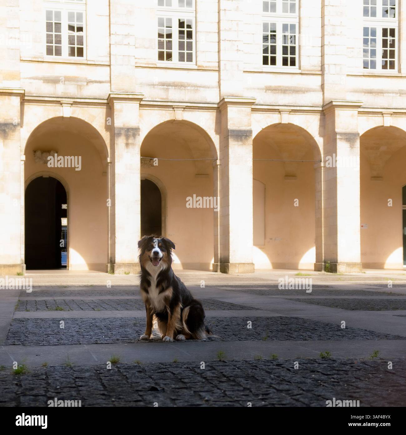 A black, white, and tan Australian Shepherd dog sits on a cobblestone ...