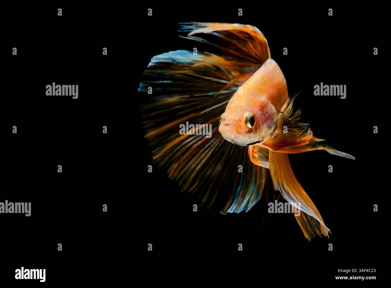 Butterfly fin hi-res stock photography and images - Alamy