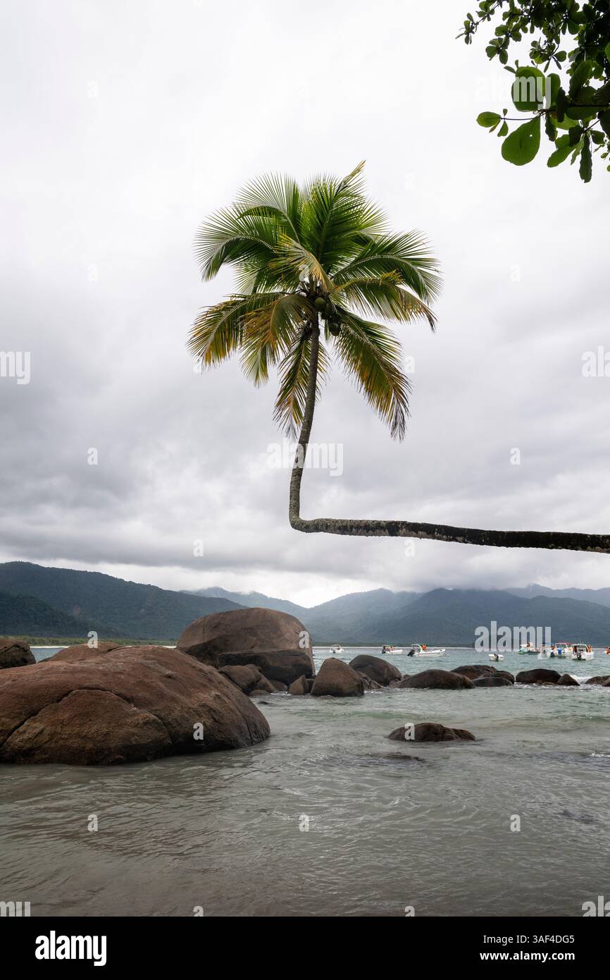 Fallen coconut palm tree growing in 90 degrees in Aventureiro Beach ...