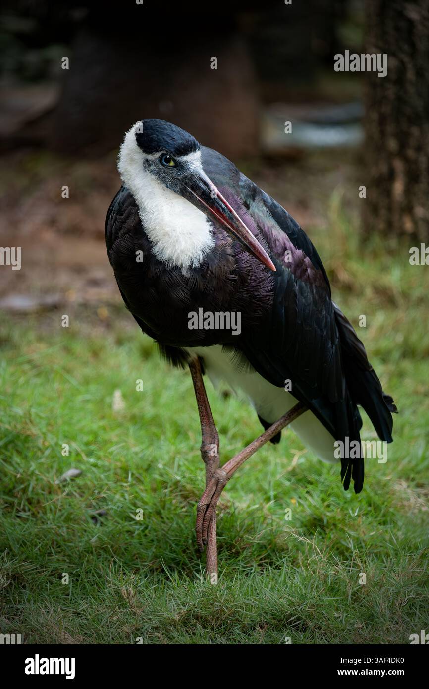Standing black necked stork hi-res stock photography and images - Alamy