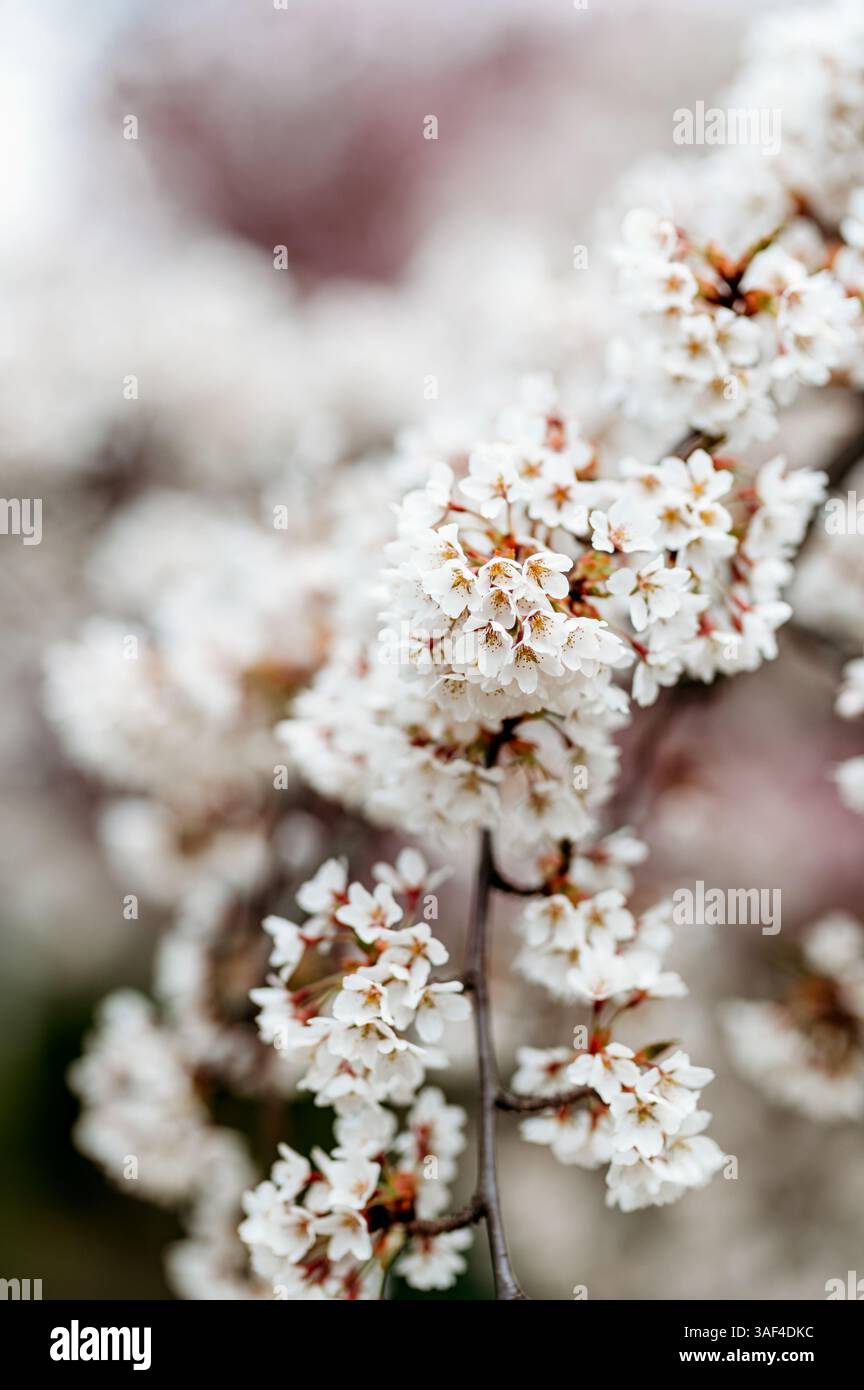 Spring cherry tree blossoms 4 Stock Photo - Alamy