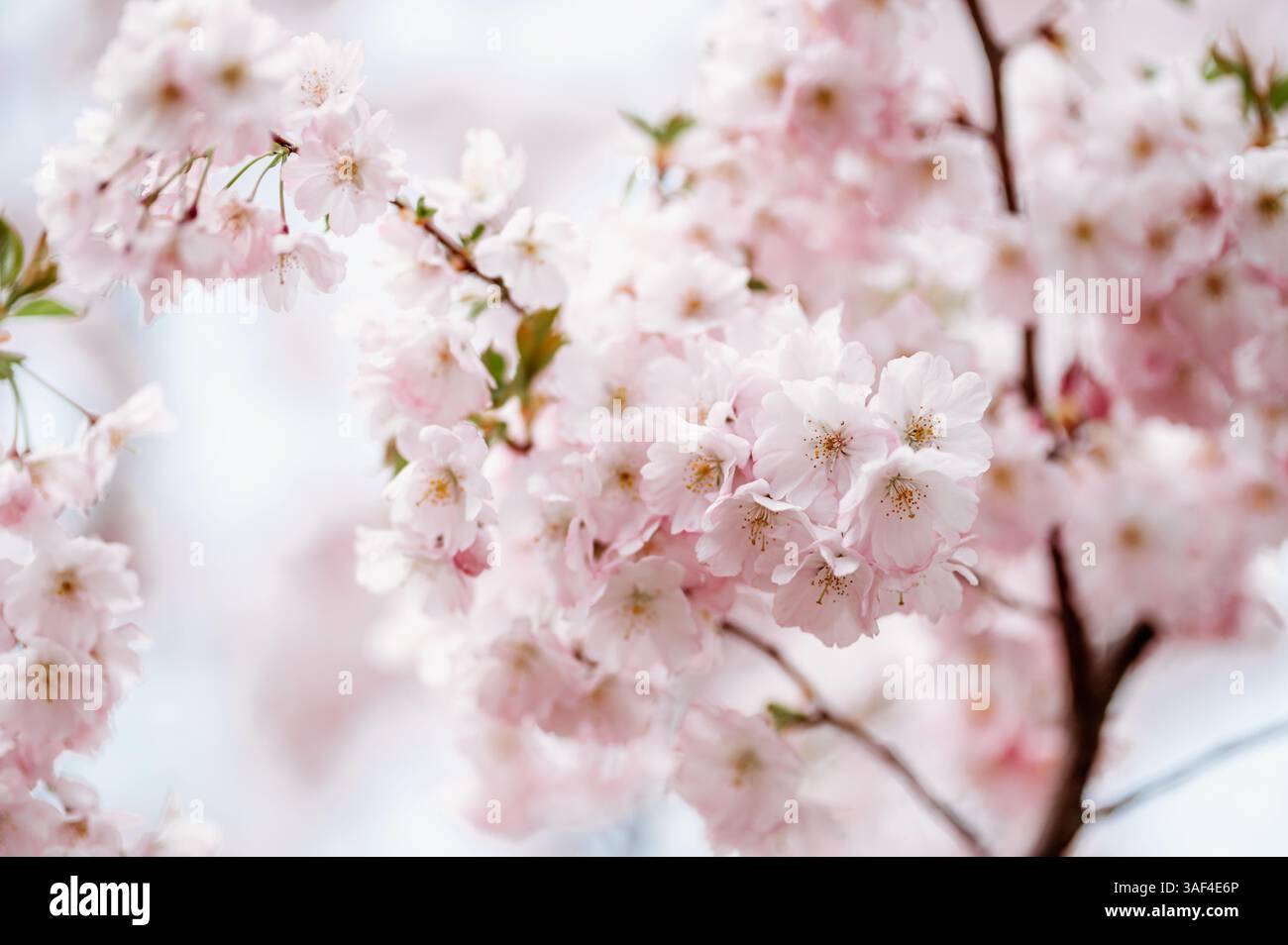 Spring cherry tree blossoms 5 Stock Photo - Alamy