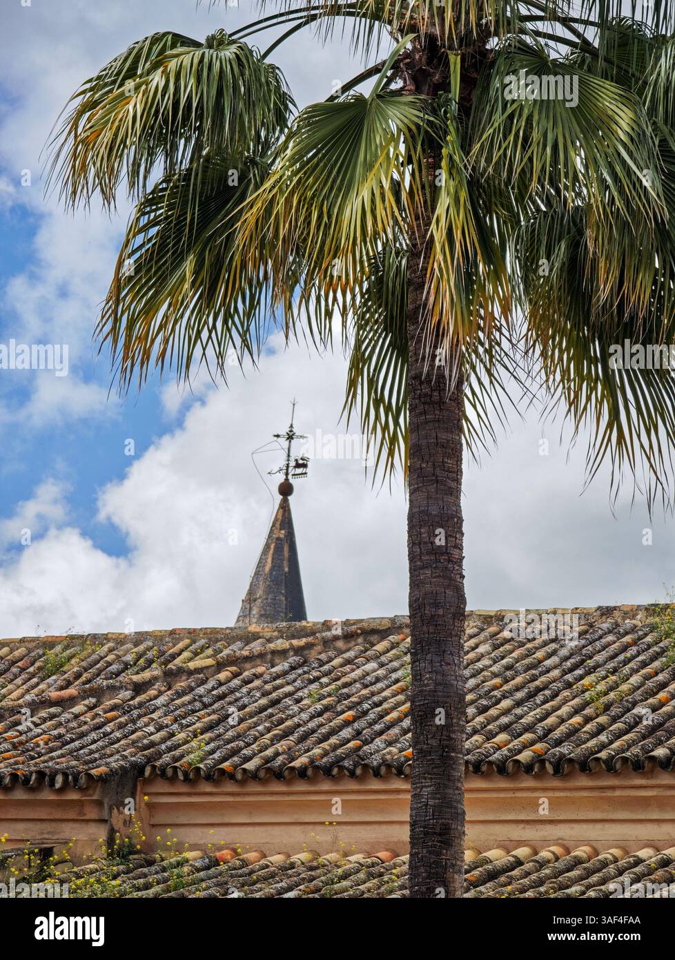 Central Seville features palm trees alongside historic architecture ...