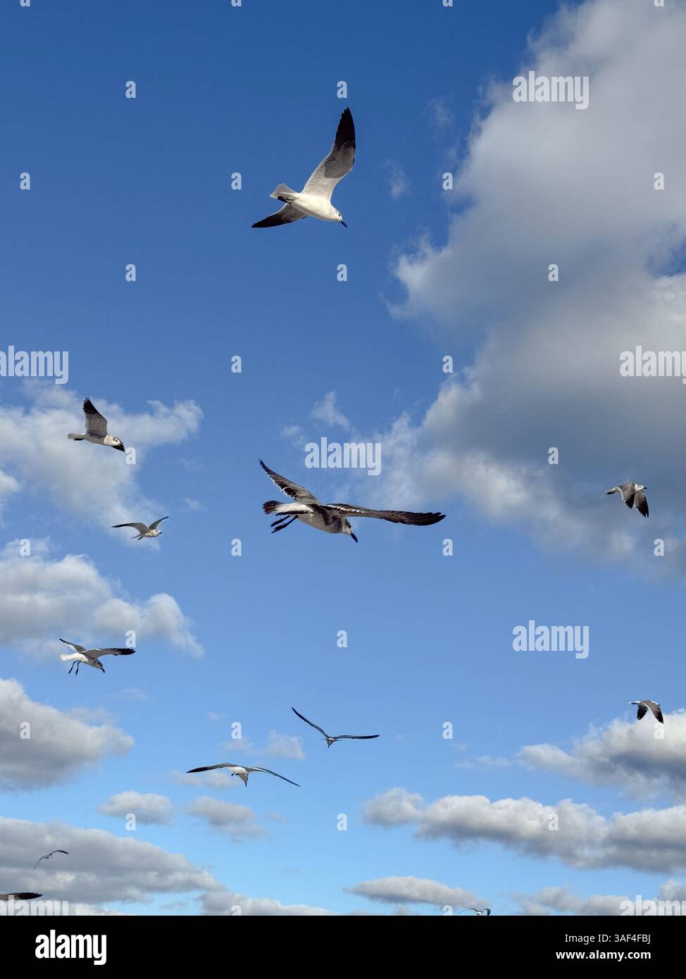Skyview miami hi-res stock photography and images - Alamy