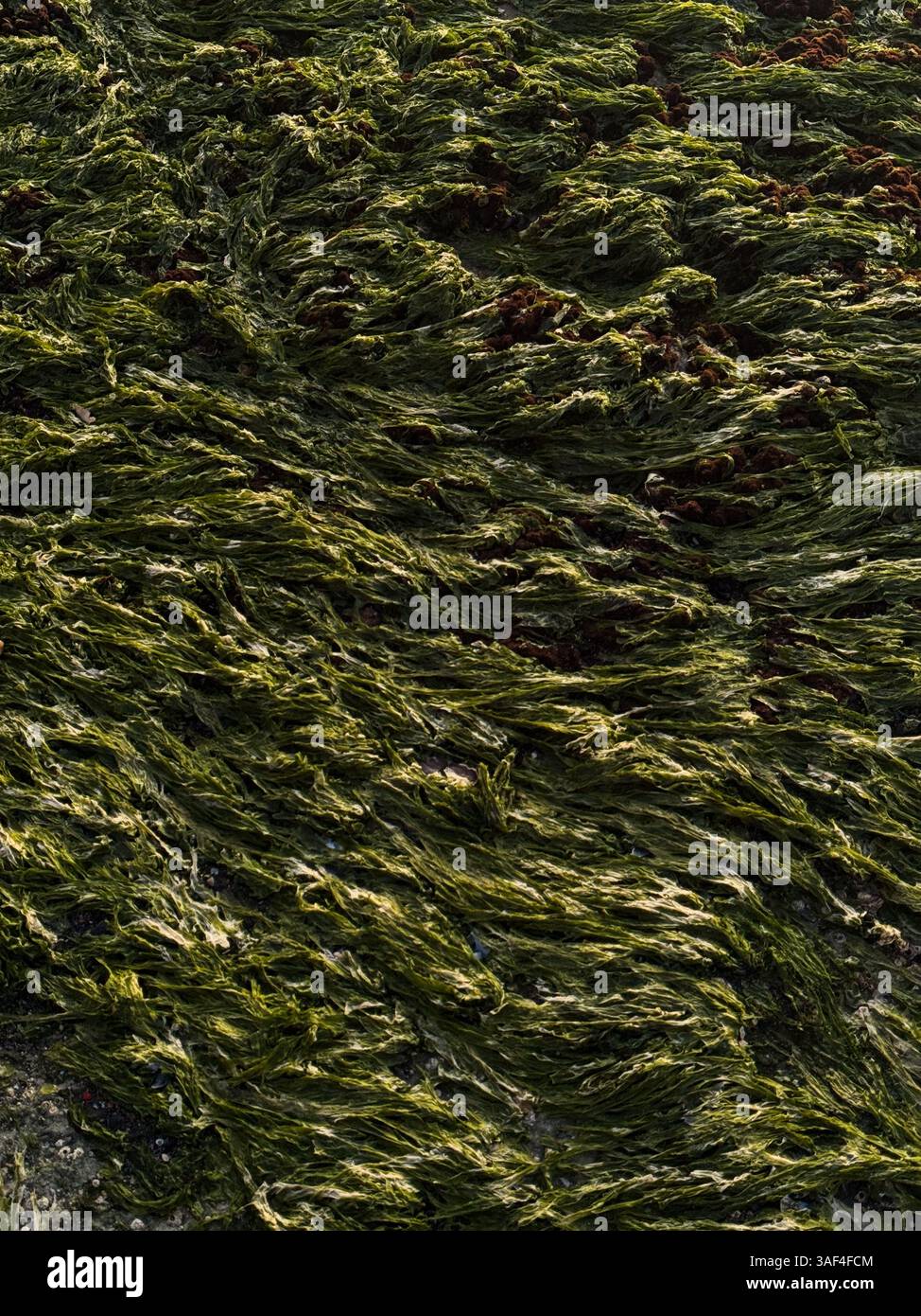 Close-up of textured seaweed covering a rocky surface Stock Photo - Alamy