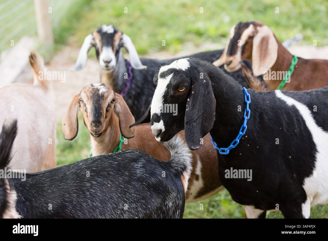 Group of goats standing together on green grassy pasture Stock Photo ...