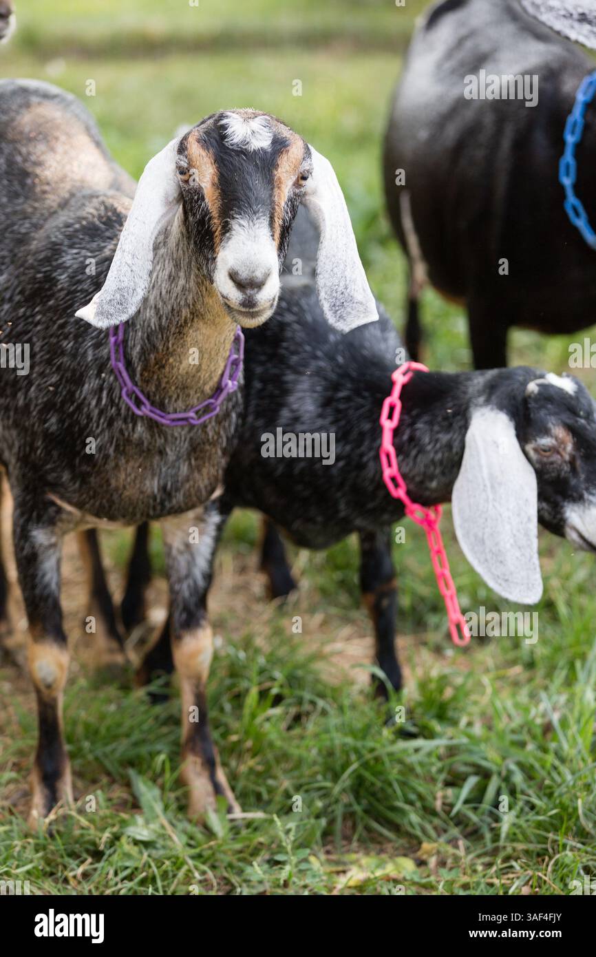 Two Nubian goats with floppy ears and colorful collars on grass Stock ...